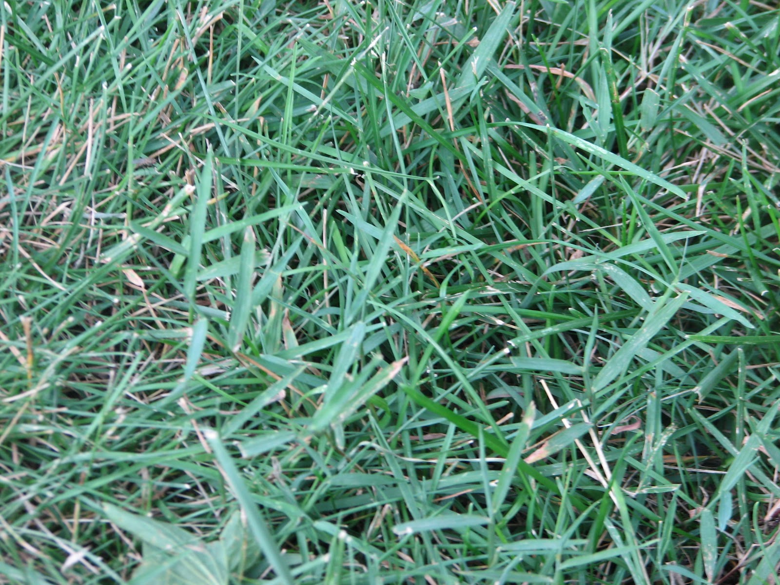 iaTURF: NIMBLEWILL UPDATE-JUNE 2012