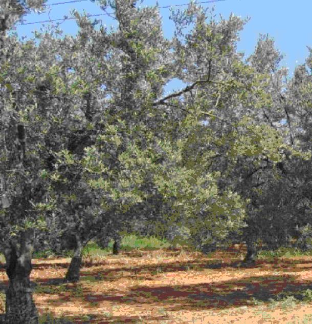 ΕΛΑΙΟΛΑΔΟ....: H ΙΣΤΟΡΙΑ, Ο ΜΥΘΟΣ ΤΗΣ ΕΛΙΑΣ ΚΑΙ ΤΟΥ ΕΛΑΙΟΛΑΔΟΥ