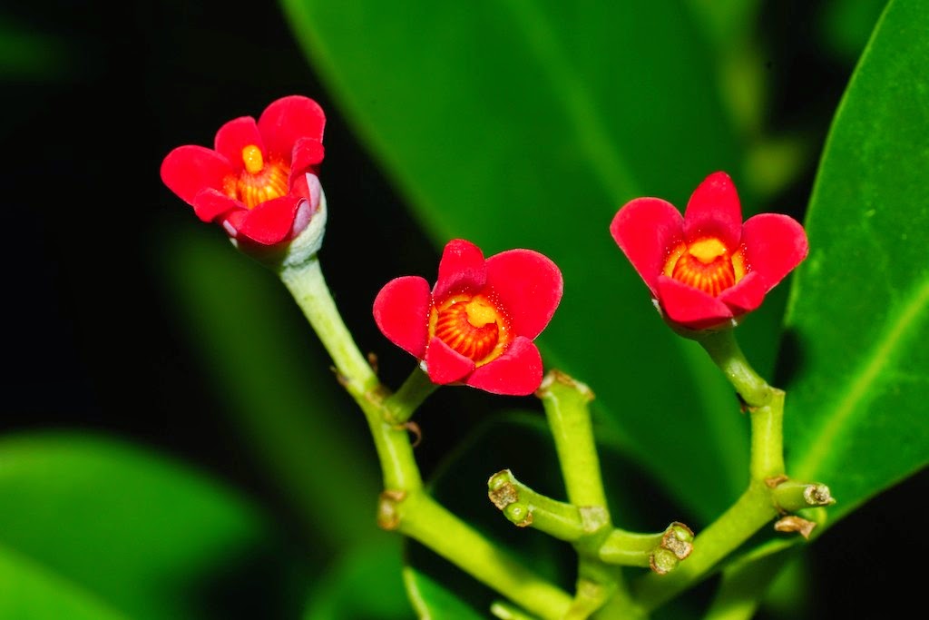 Flora de Puerto Rico Ilustrada: CANELLACEAE CANELLA WINTERANA BARBASCO