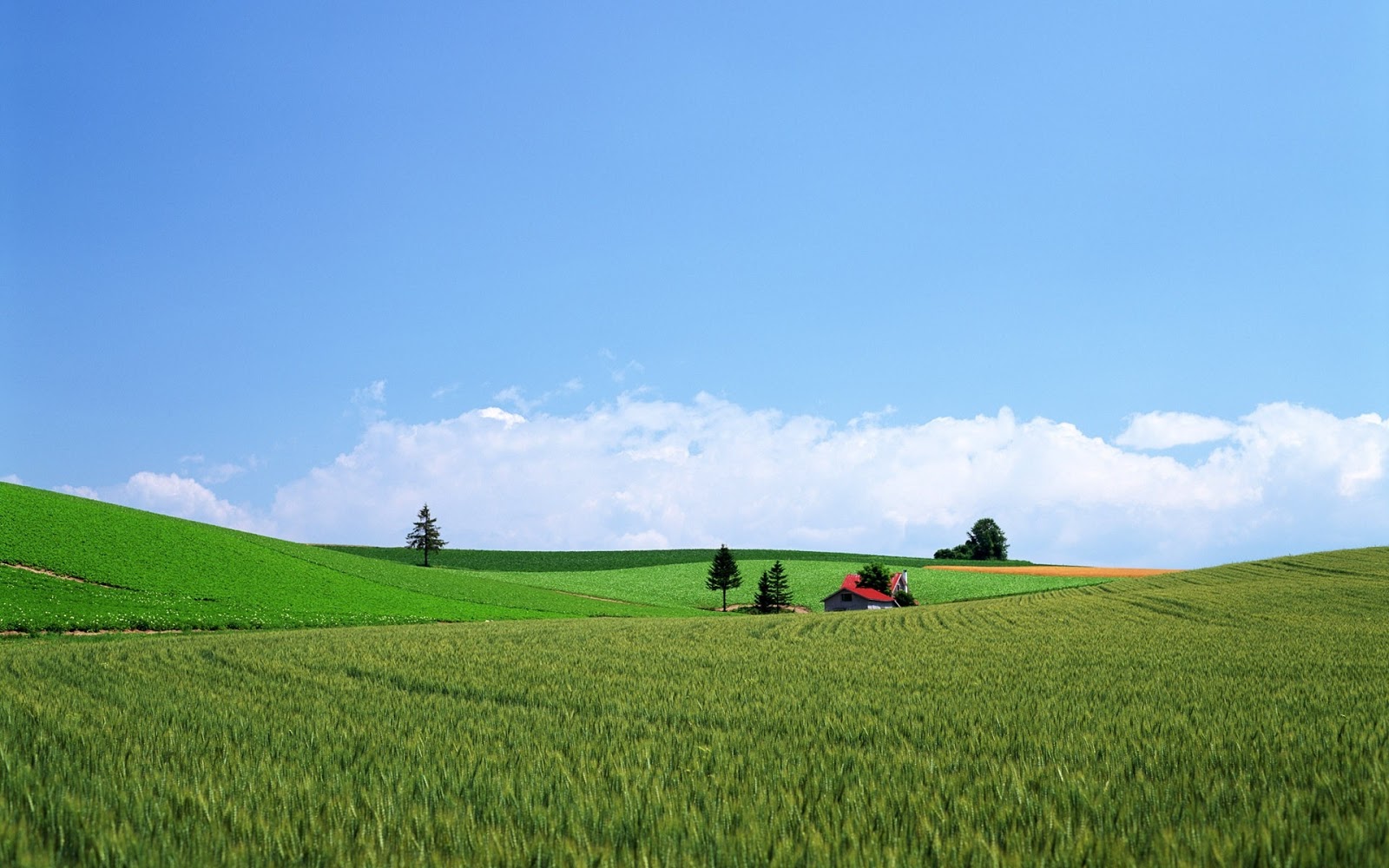wallpapernarium: Bella fotografía de una pradera lena de grama y bañada ...