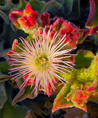 Rafael Microfauna Marina: Cymopolia barbata (Algas verdes)