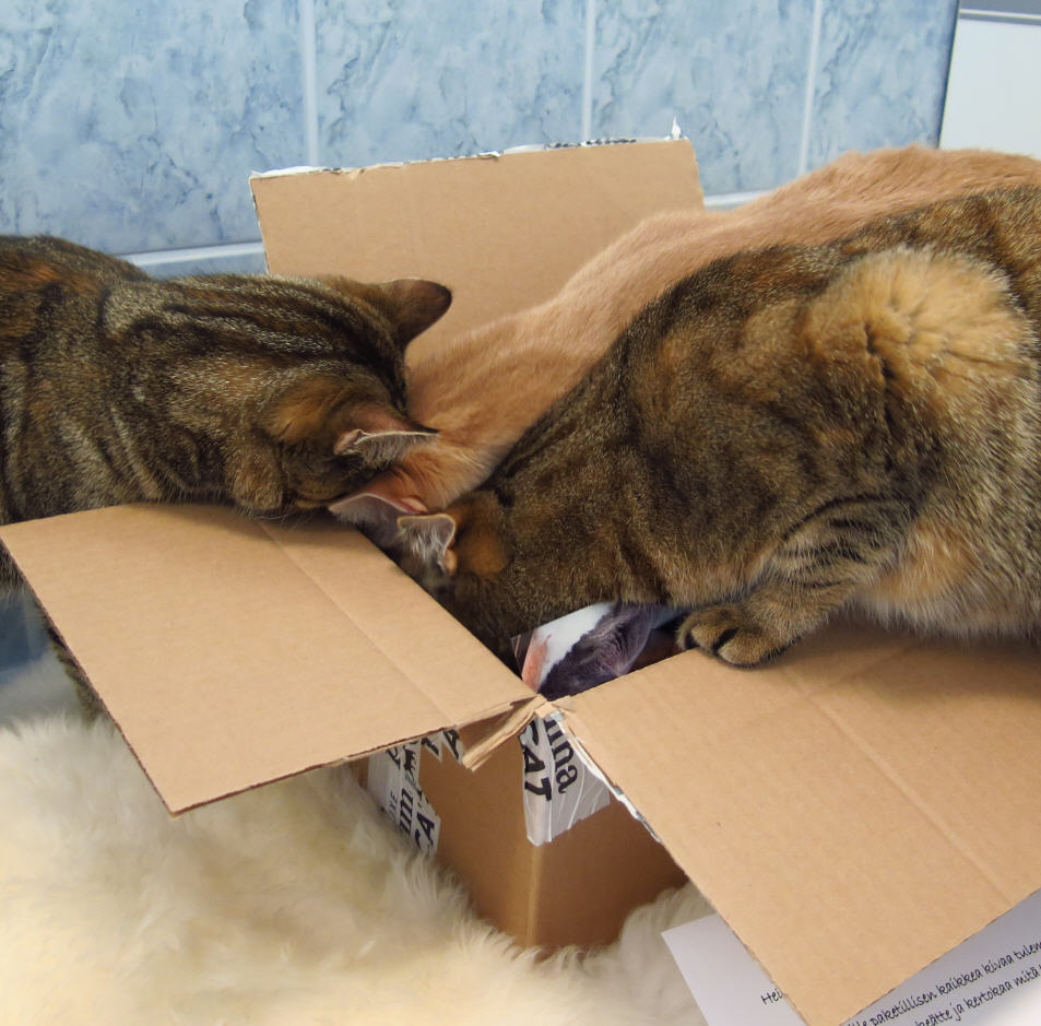 Kiskatit: Postipaketti