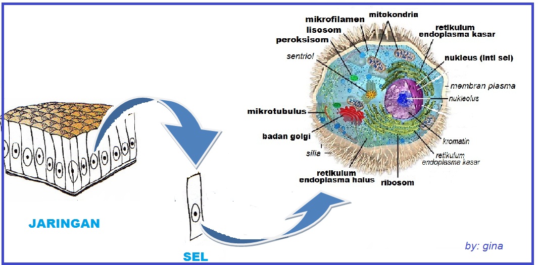 GINA ISNAWATI: BIOSEL (part 2) --> NUKLEUS (INTI SEL)