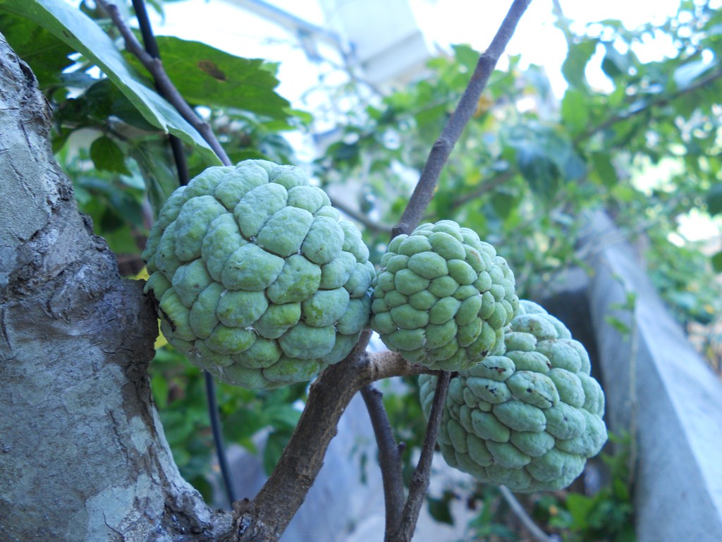 My Clicks: Custard Apple (Ata)