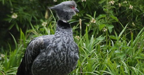 Plants, insects and animals: Screamers