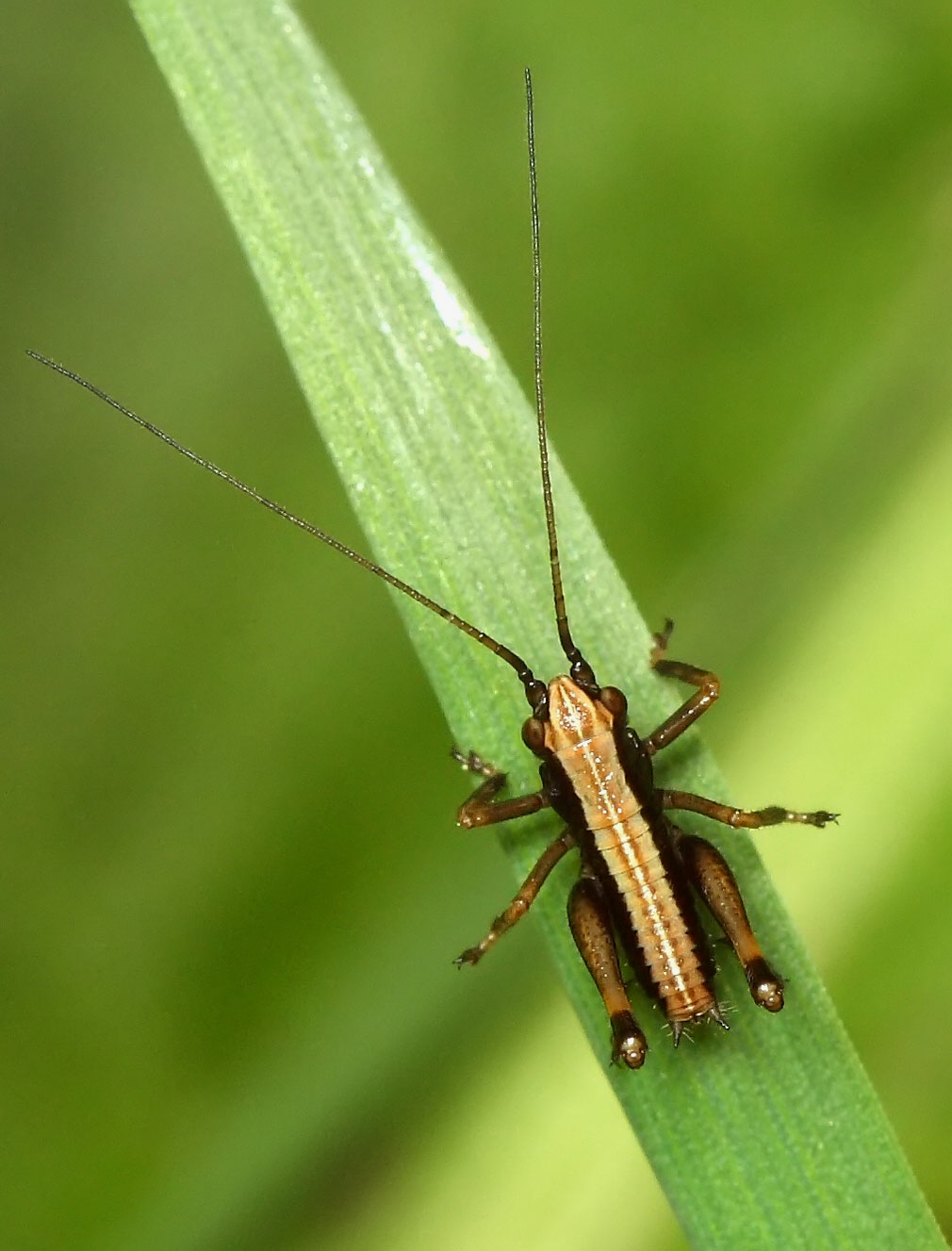 JJ's Photographic nature blog: Steam trains, herbs and stinging nettle ...