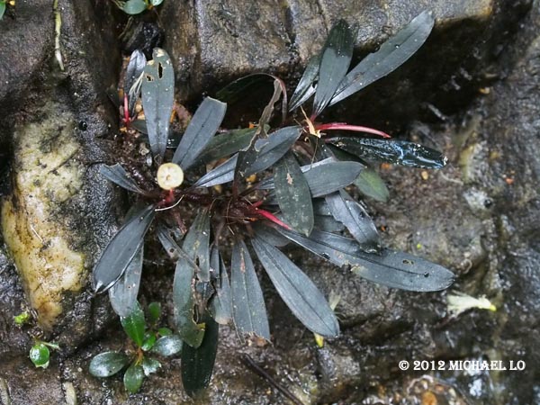 The rainforests of Borneo & Southeast Asia: Bucephalandra diabolica ...