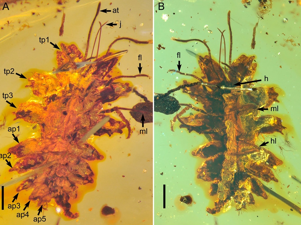 Species New to Science: [PaleoEntomology • 2018] Phyllochrysa huangi ...