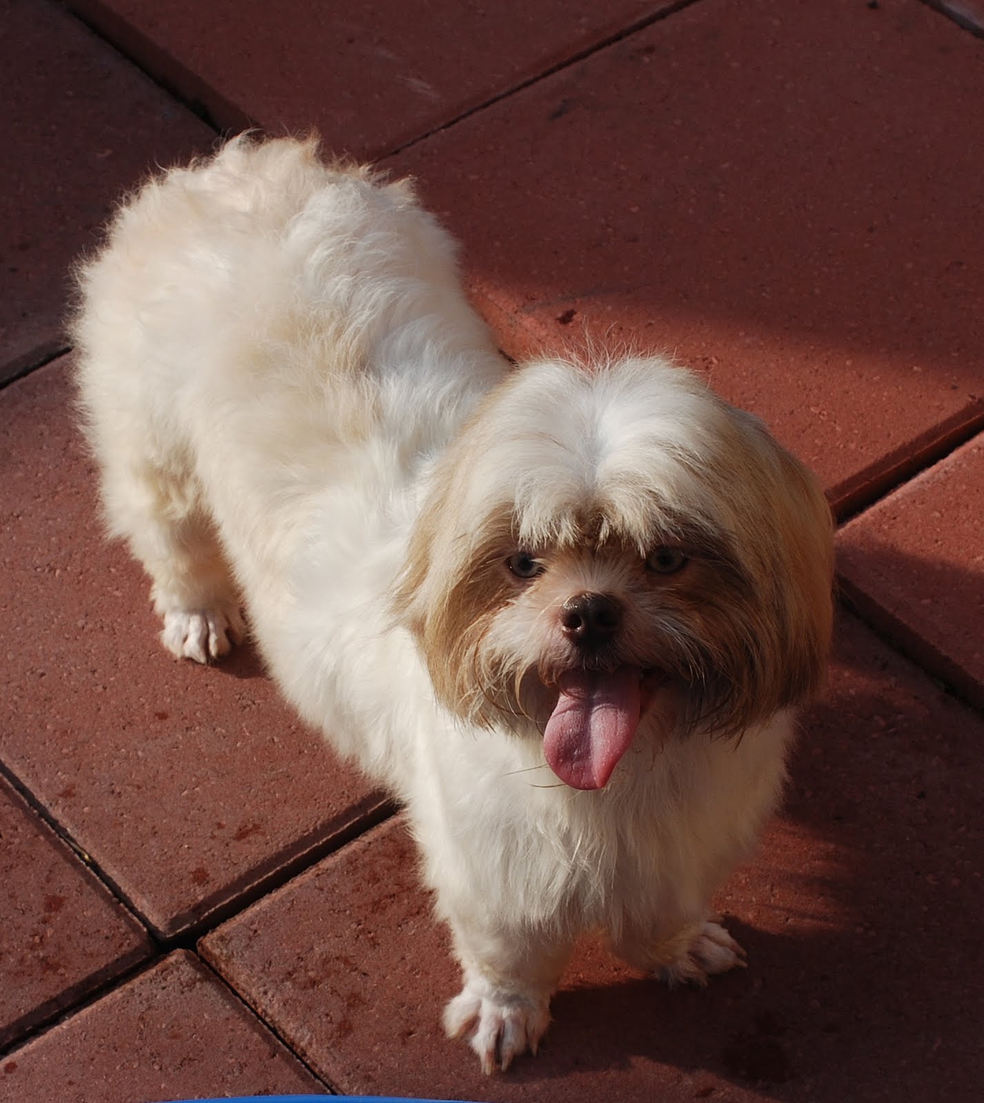 The Adventures of a Shih Tzu: PHOTOS OF ME