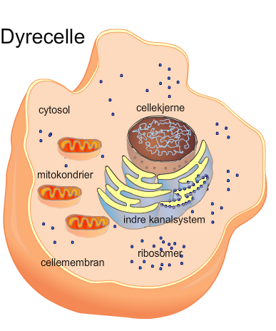 Naturfag: BIOTEKNOLOGI