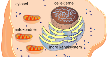 Naturfag: BIOTEKNOLOGI