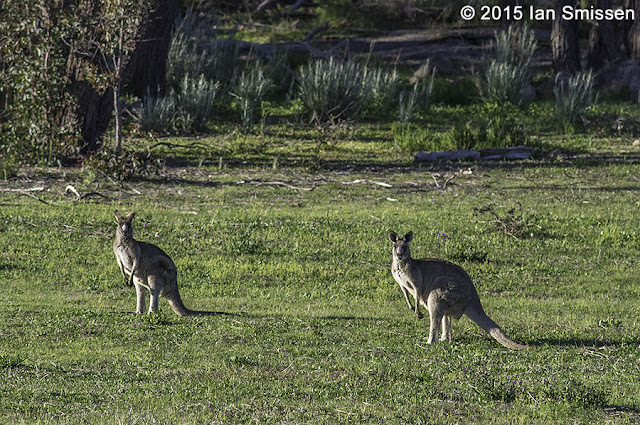 A passion for birds...: Wenhams Camp, Warby Ranges