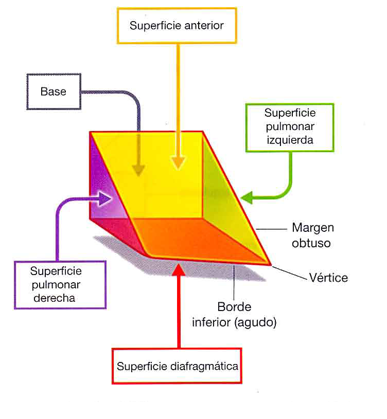 Unidad IV - Tórax, Corazon ~ TúResumenMedStudent 2.0