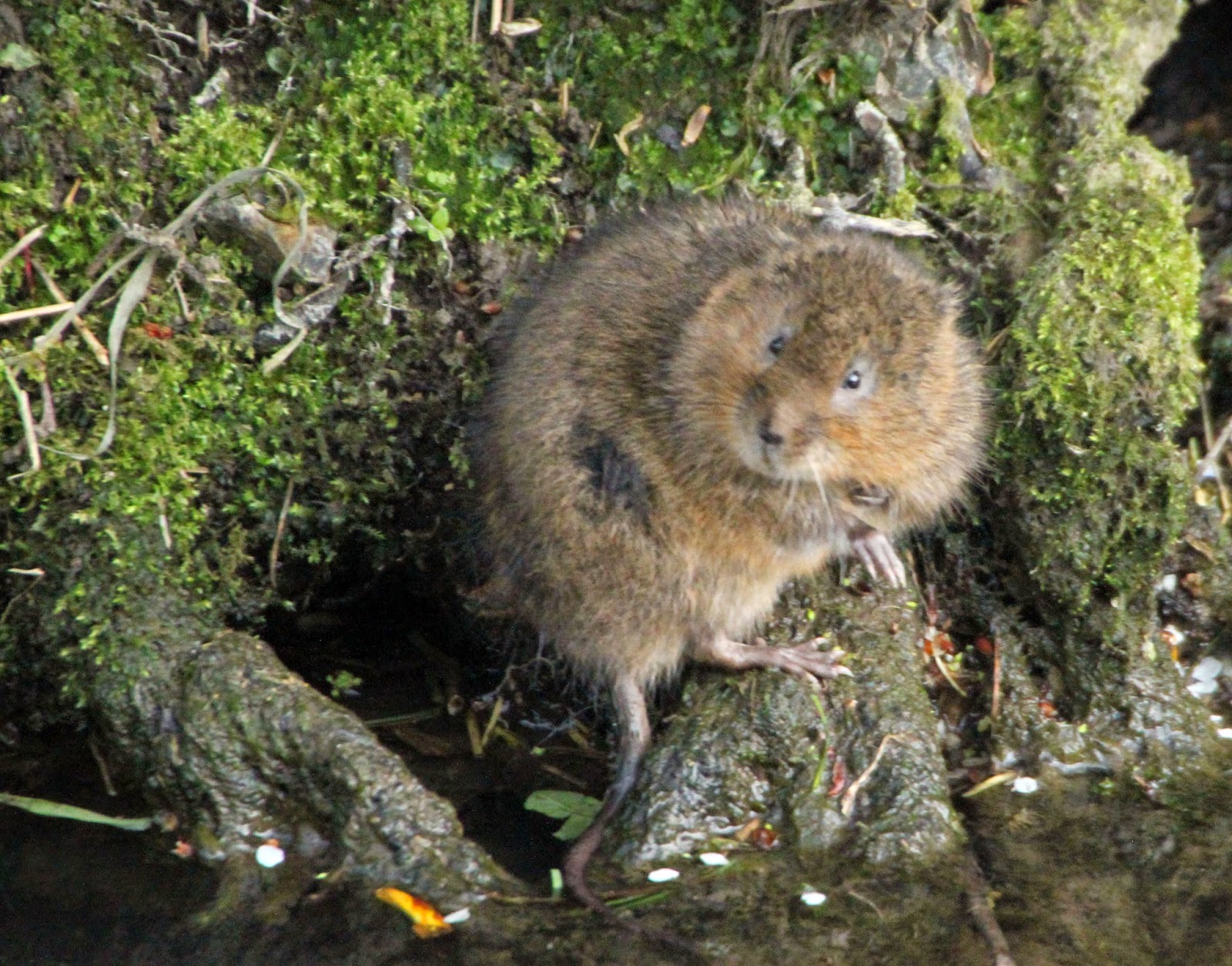 Views of the Ock: Top Ten Tips for watching water voles: