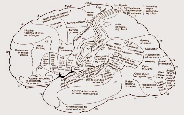 Anatomi dan Fisiologi Susunan Saraf Pusat