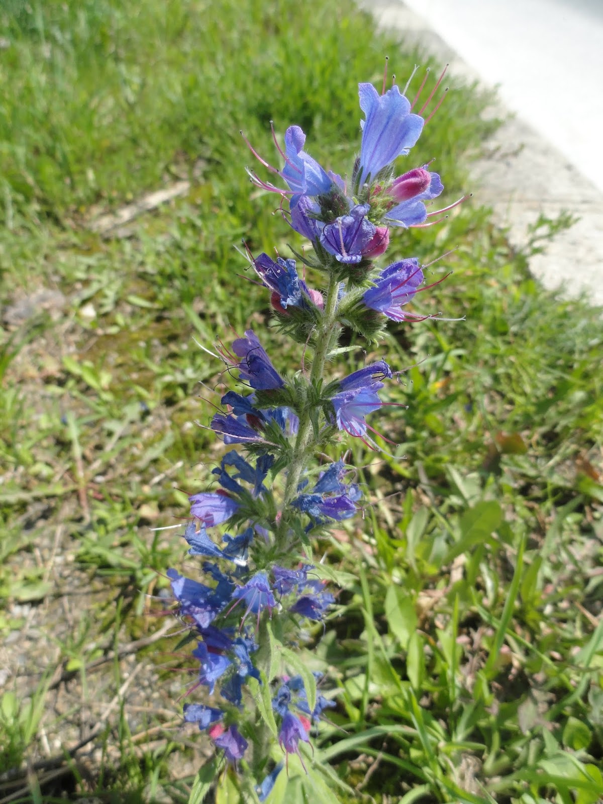 Frumusetile naturii: Iarba sarpelui (Echium vulgare)