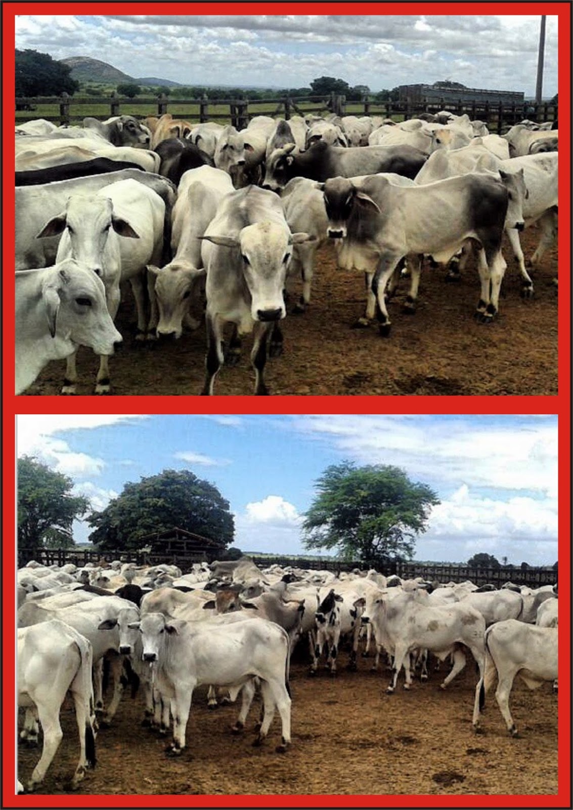 O Mundo da Vaquejada: BOIADA DA 7ª ETAPA ASSOVARN - NQMV - COPA POTIGUAR