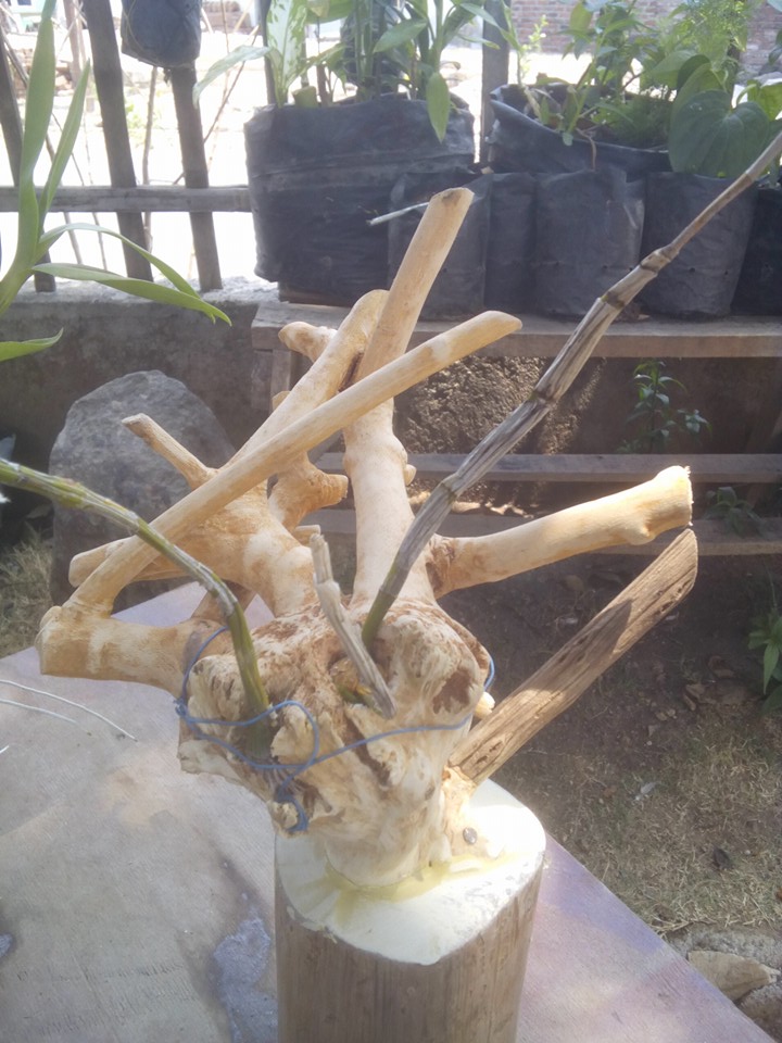 Info Terkini 25+ Sebutkan Kerajinan Tangan Yg Dibuat Dari Getah Kayu