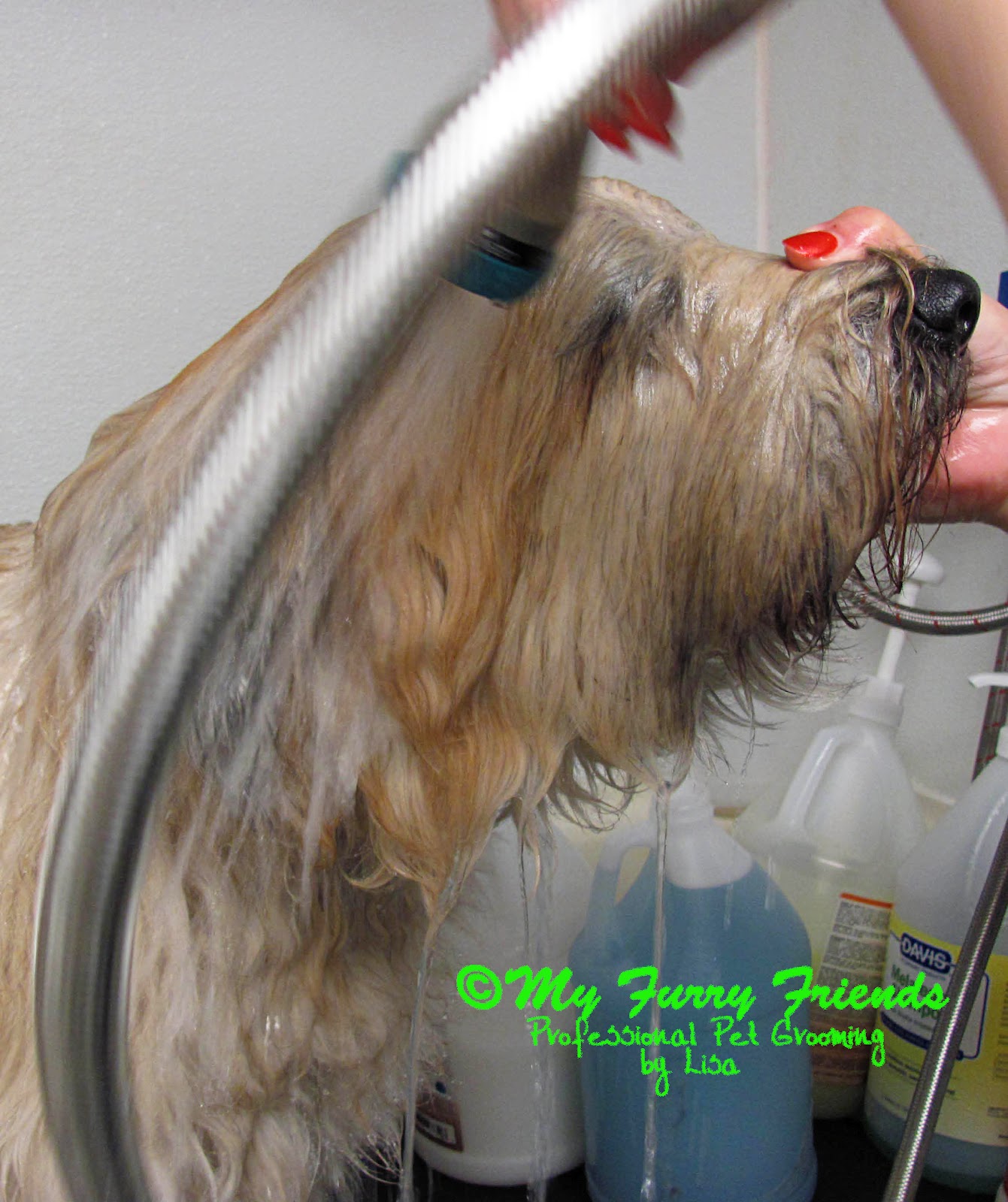Pet Grooming: The Good, The Bad, & The Furry: Face Washing