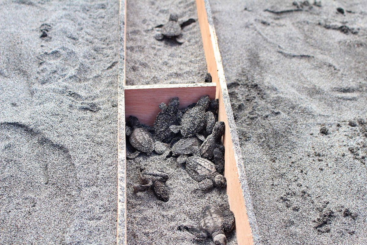 Bataan Pawikan Festival: Sending Sea Turtles Home with Love - Nomadic ...