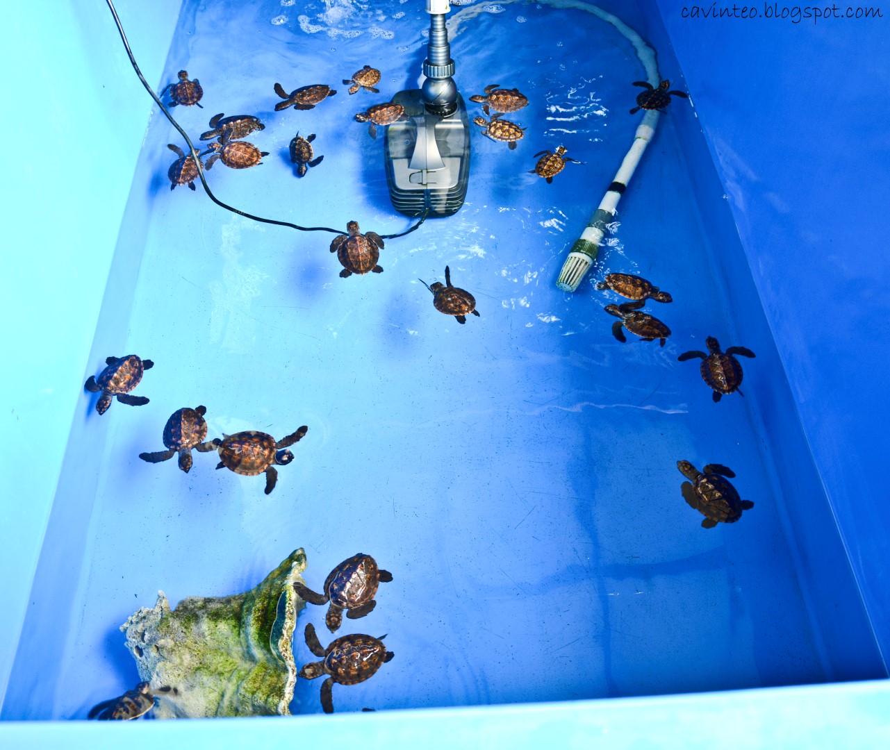 Entree Kibbles: Up Close with Baby Sea Turtles @ Angsana Bintan's ...