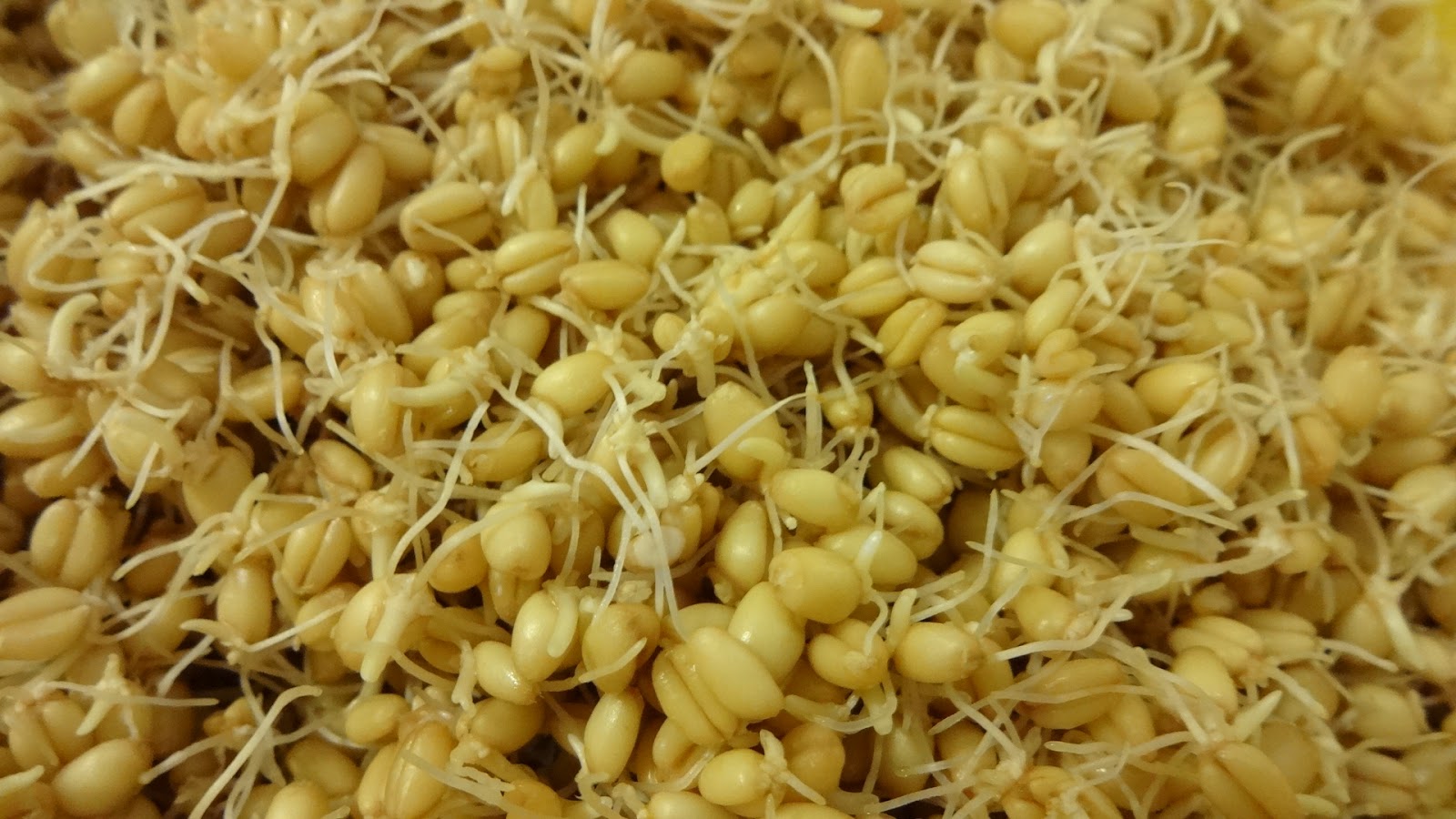 Sprouted Wheat Bread