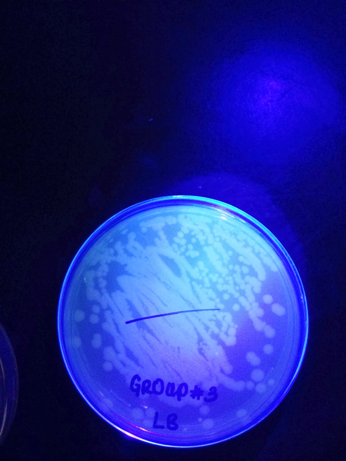 pGLO Lab : Lesson 3: Data Collection and Analysis