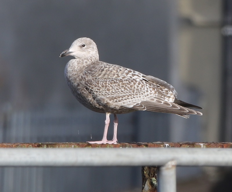 Murfs Wildlife : Northern Gull in Limerick