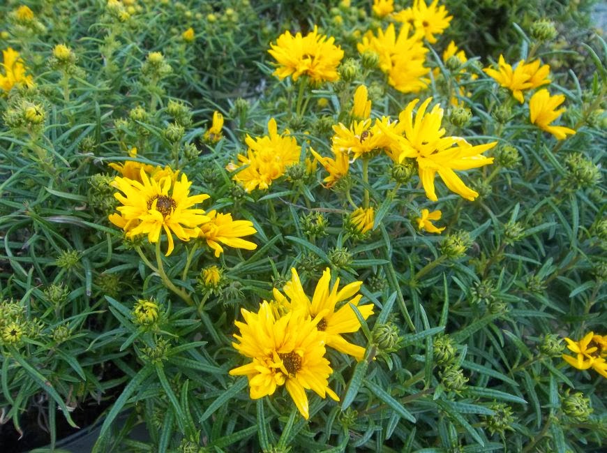 Future Plants by Randy Stewart: Perennial Sunflowers