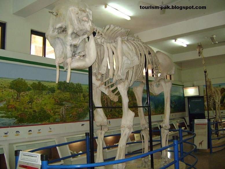 Tourism Pakistan: Pakistan Museum of Natural History