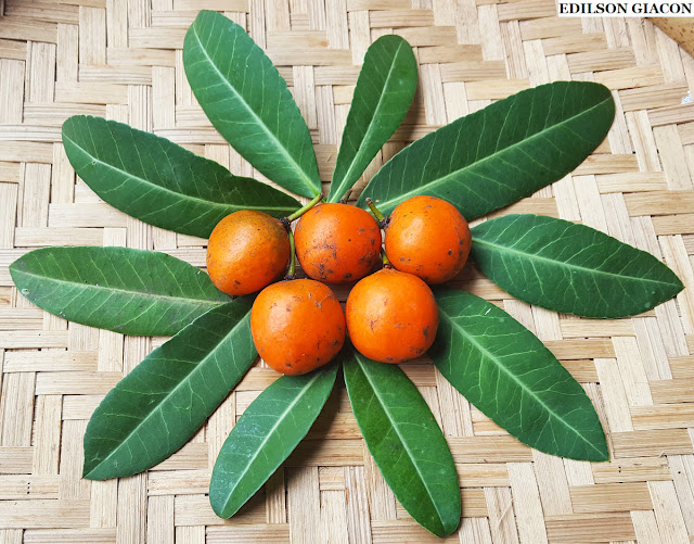 Viveiro Ciprest - Plantas Nativas e Exóticas: Mangostão Africano ou ...