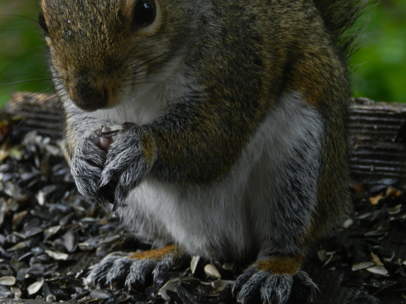 Begin Again: Happy Jack's Babies