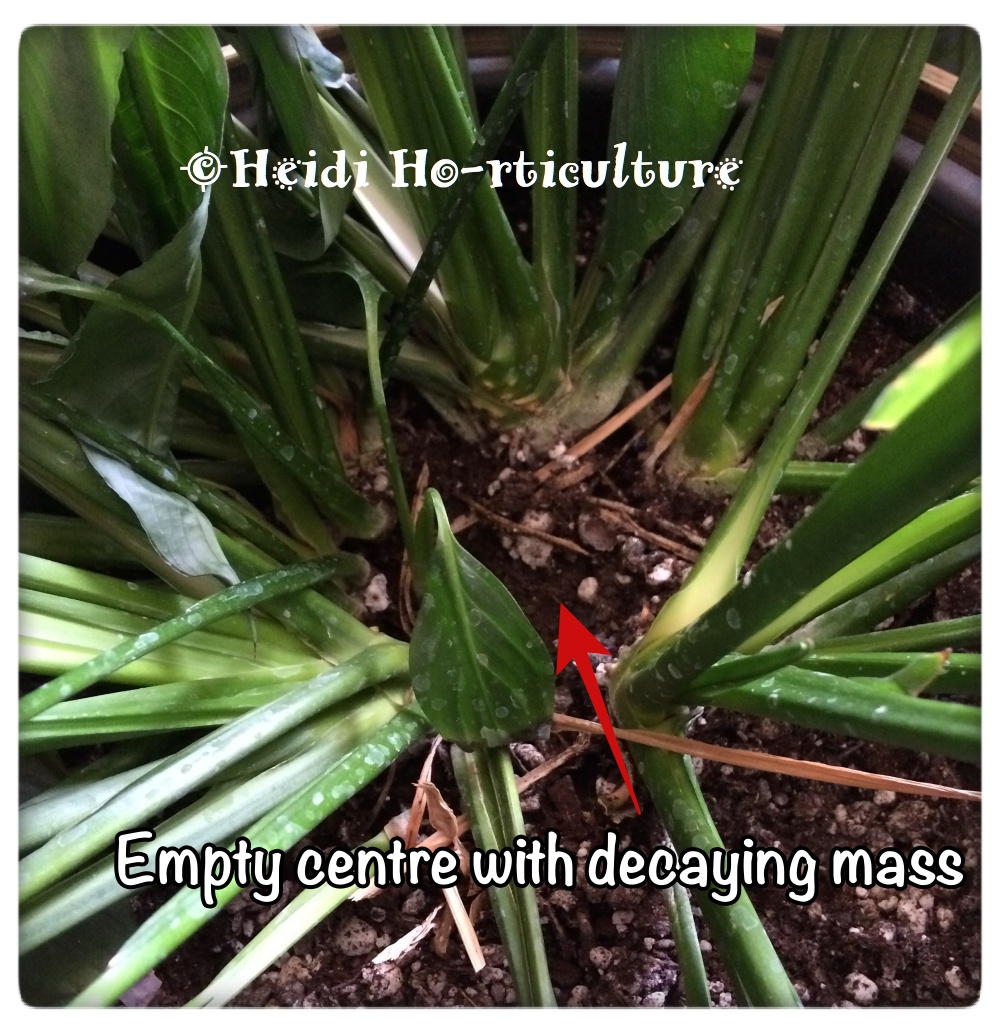 Heidi Horticulture: Repotting Peace Lily House Plant