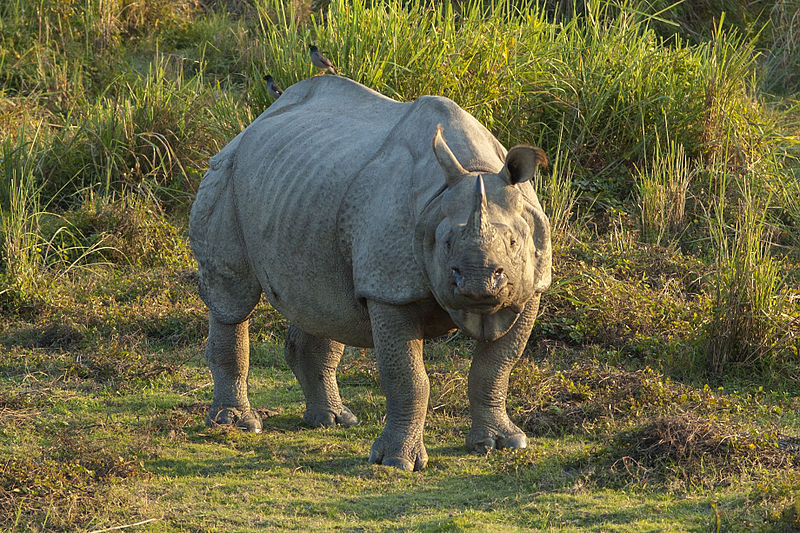 Wildlife Vet, Author, Storyteller: Indian Rhino: Conservation and ...