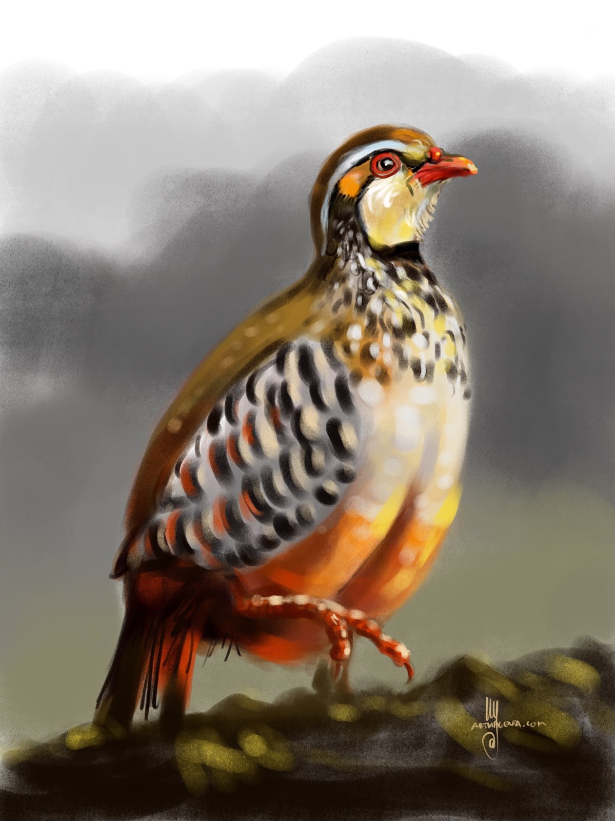Birds: Barbary partridge