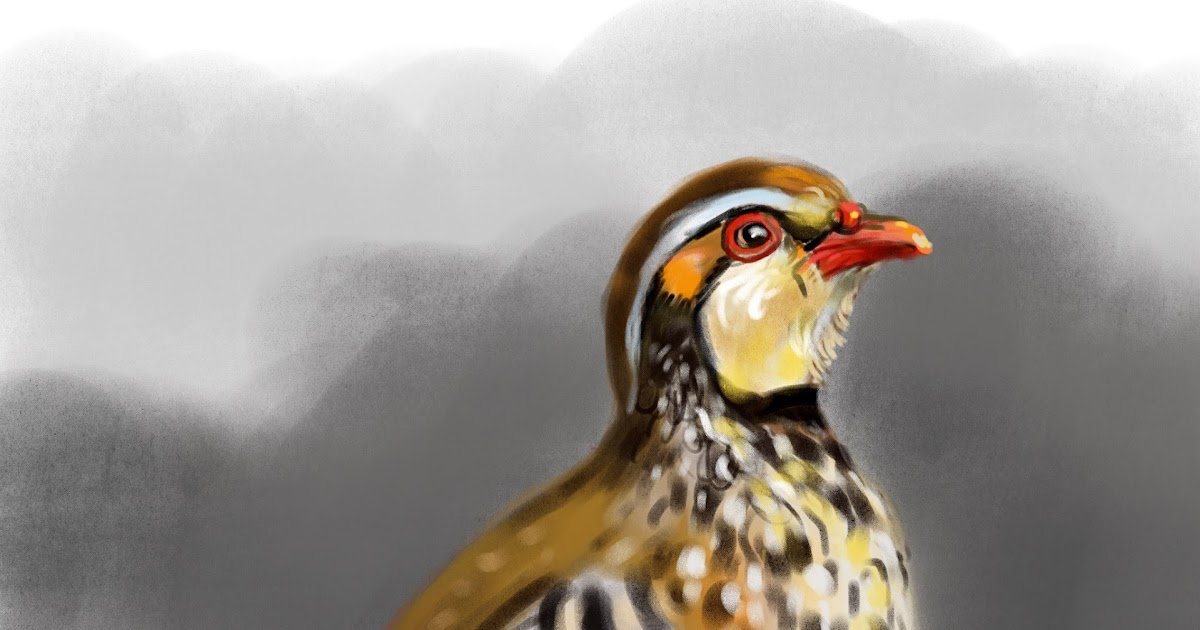 Birds: Barbary partridge