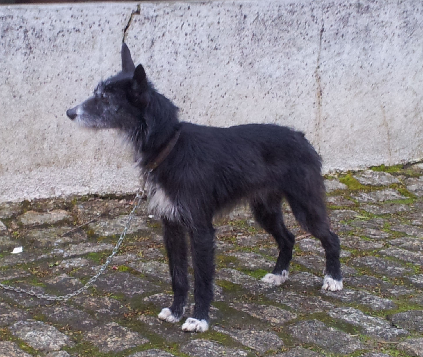 PODENGOS CABEÇA D' ARÇÃ: janeiro 2014