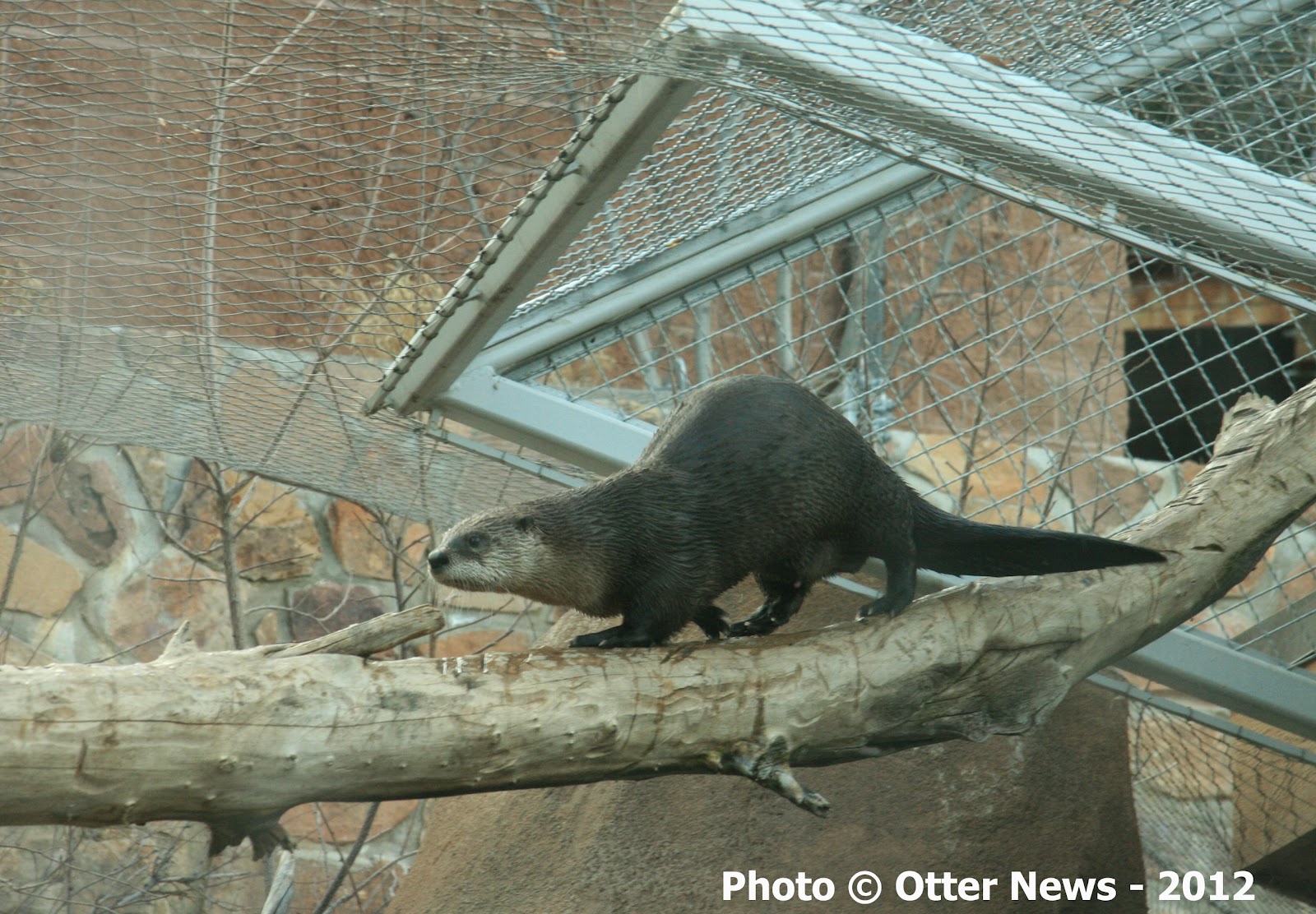 Otter News: A Mountainous Home for the River Otters at Cheyenne ...