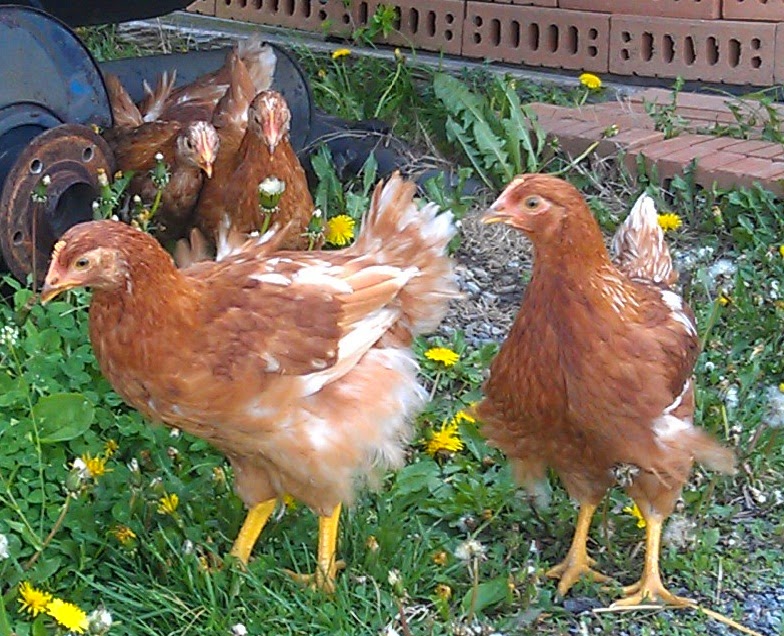 The Simple Life: Story: Debbie the Chicken