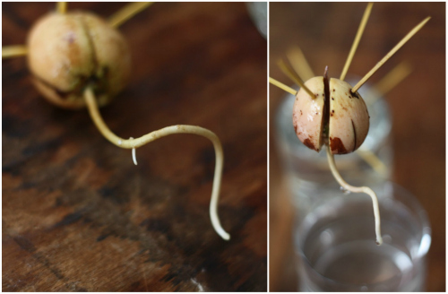 Avocado Update: We're Sprouting Stems | 17 Apart