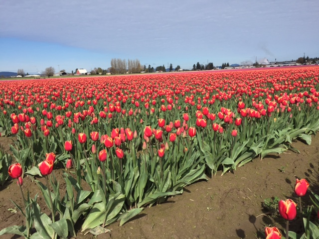 Tovolove: Spring Fever!