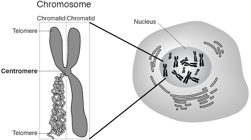 Biología 2 C201: Los Cromosomas