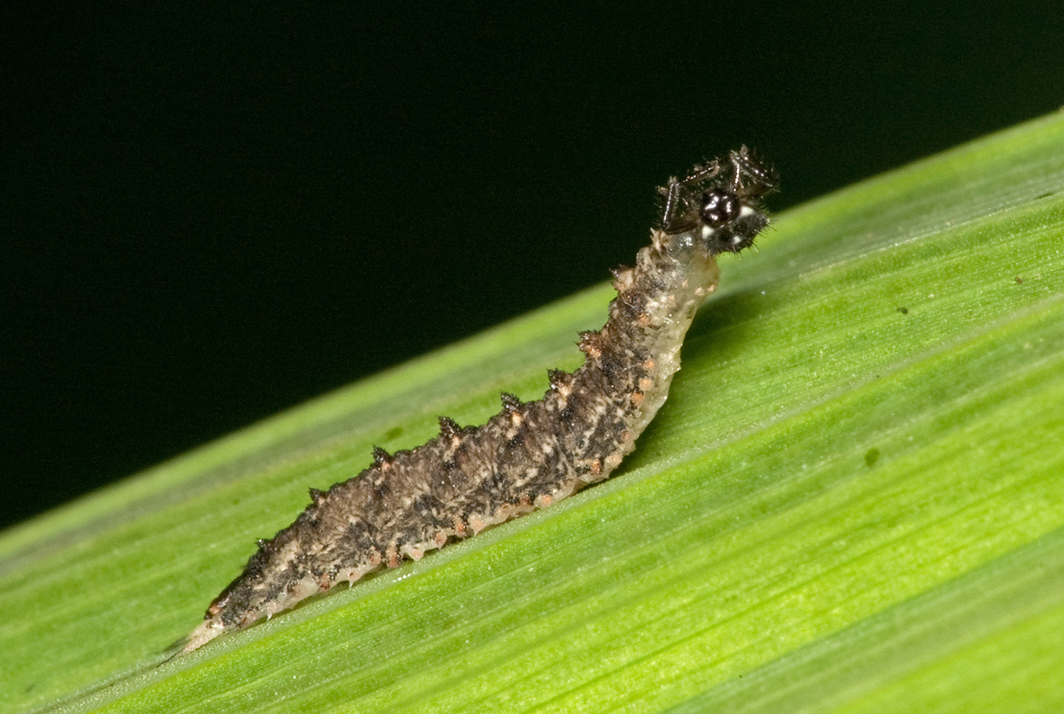 Irish Wildlife Photography: Hoverfly larva eating a ladybird larva