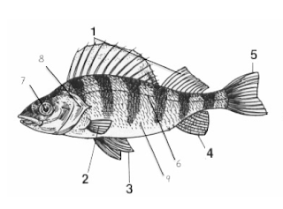 Anniinan OpenIdeat: Kalat