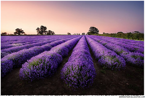 Menarik ! Keindahan Ladang Bunga Lavender Yang Menakjubkan. ~ zamrispoon