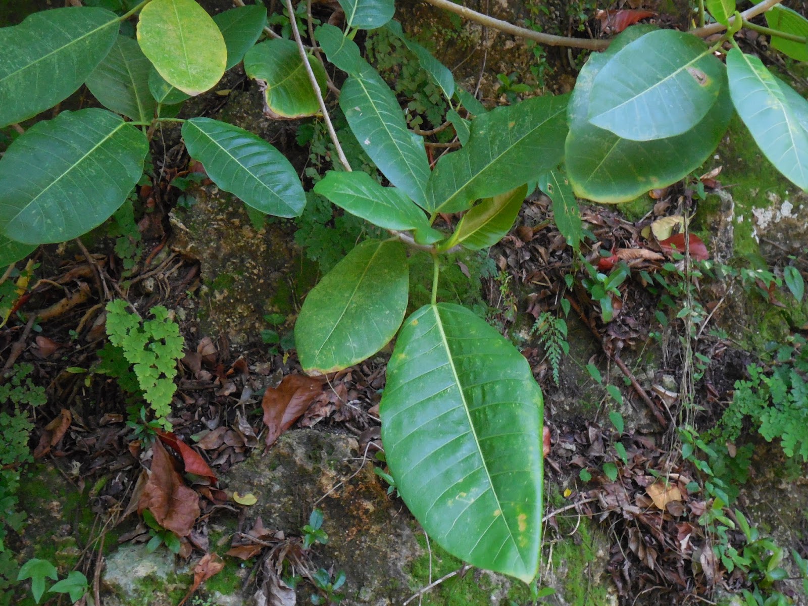 INVENTARIO DE ESPECIES EN EL SECTOR EL PASTILLO ISABELA, PUERTO RICO ...