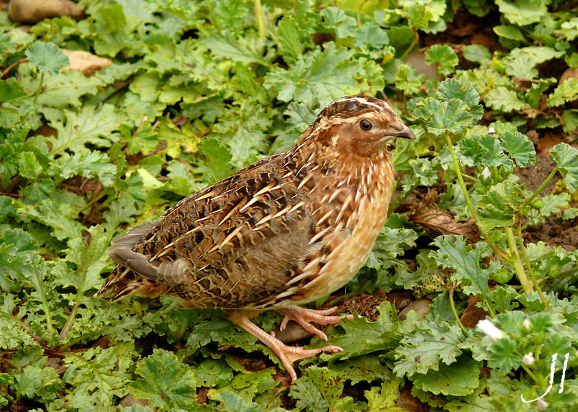 Imágenes de nuestra fauna: Codorniz (Coturnix coturnix)