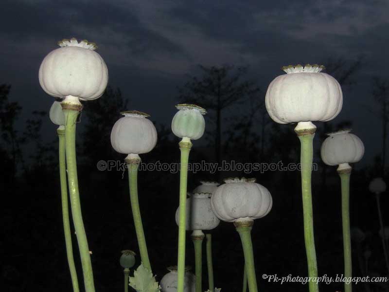 Opium Poppy Pods | Nature, Cultural, and Travel Photography Blog