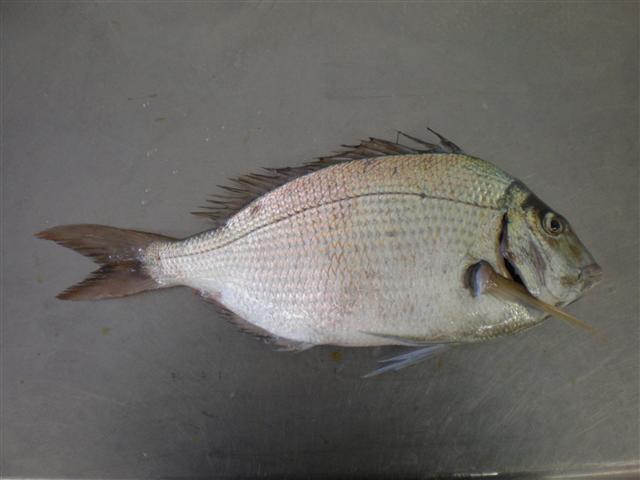 Artes de Pesca: VAMOS A PESCAR RATÓN