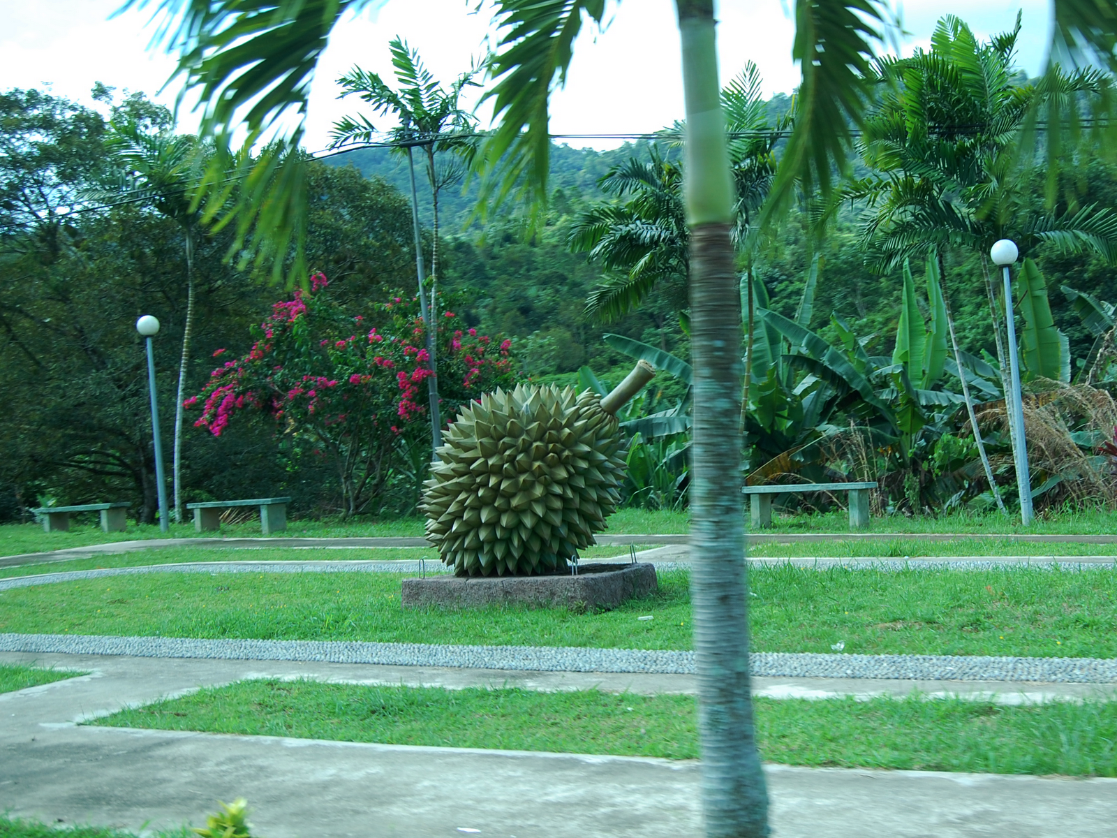 Durian Info: Durian Orchard Near Bentong